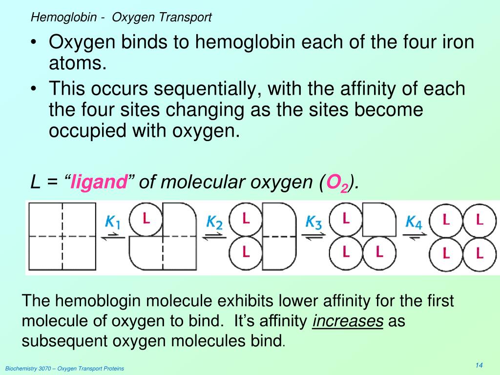 PPT - Oxygen Transport Proteins: Myoglobin & Hemoglobin PowerPoint ... PPT - Oxygen Transport Proteins: Myoglobin & Hemoglobin PowerPoint ...