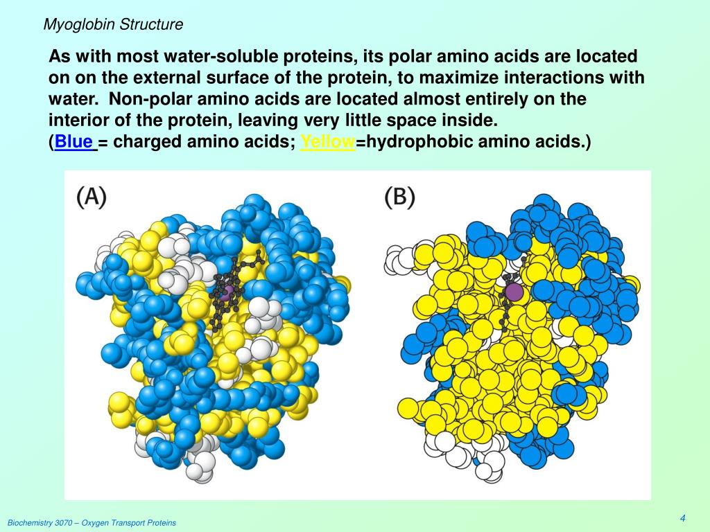 PPT - Oxygen Transport Proteins: Myoglobin & Hemoglobin PowerPoint ... PPT - Oxygen Transport Proteins: Myoglobin & Hemoglobin PowerPoint ...