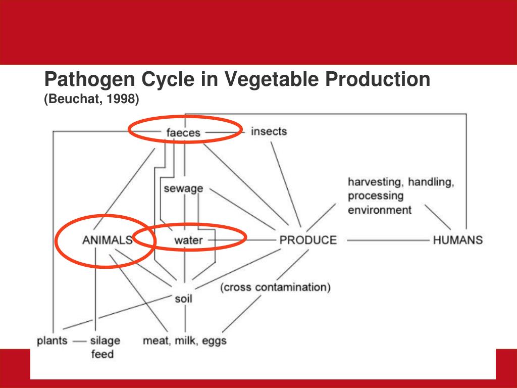 PPT - Designing effective food safety messages PowerPoint Presentation ...