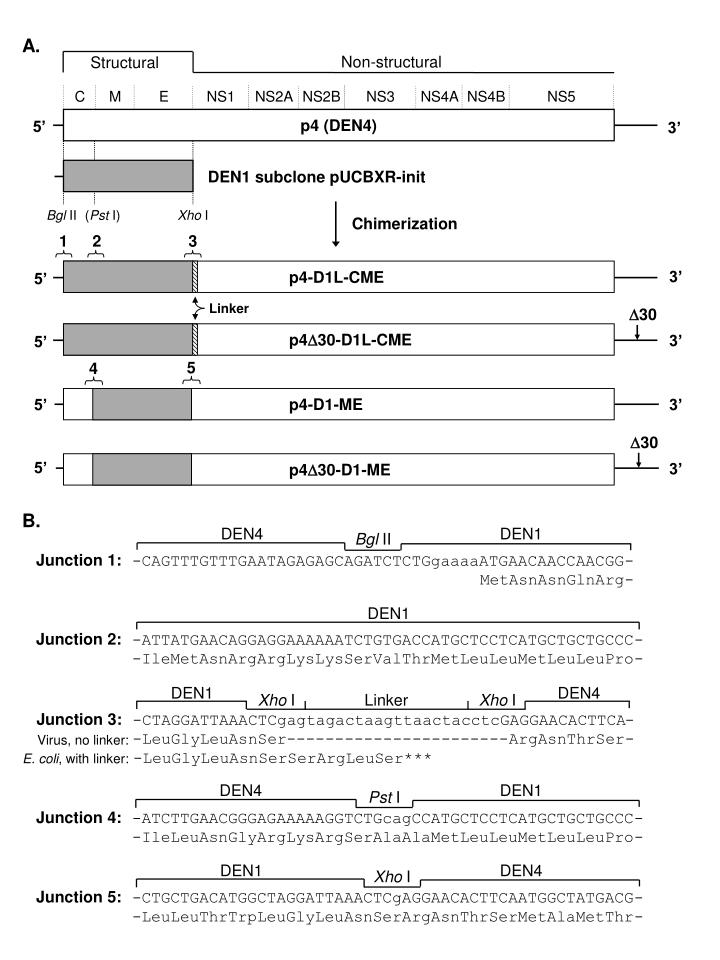 PPT - NS1 PowerPoint Presentation, free download - ID:3261721