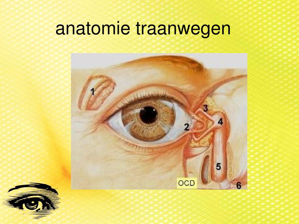 PPT - proef van Anel (dilatation&irrigation lacrimal duct) PowerPoint ...