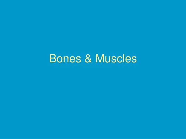 PPT - Bones & Muscles PowerPoint Presentation, free download - ID:3262632