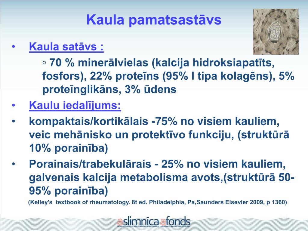 PPT - Kauli un novecošana PowerPoint Presentation, free download - ID ...