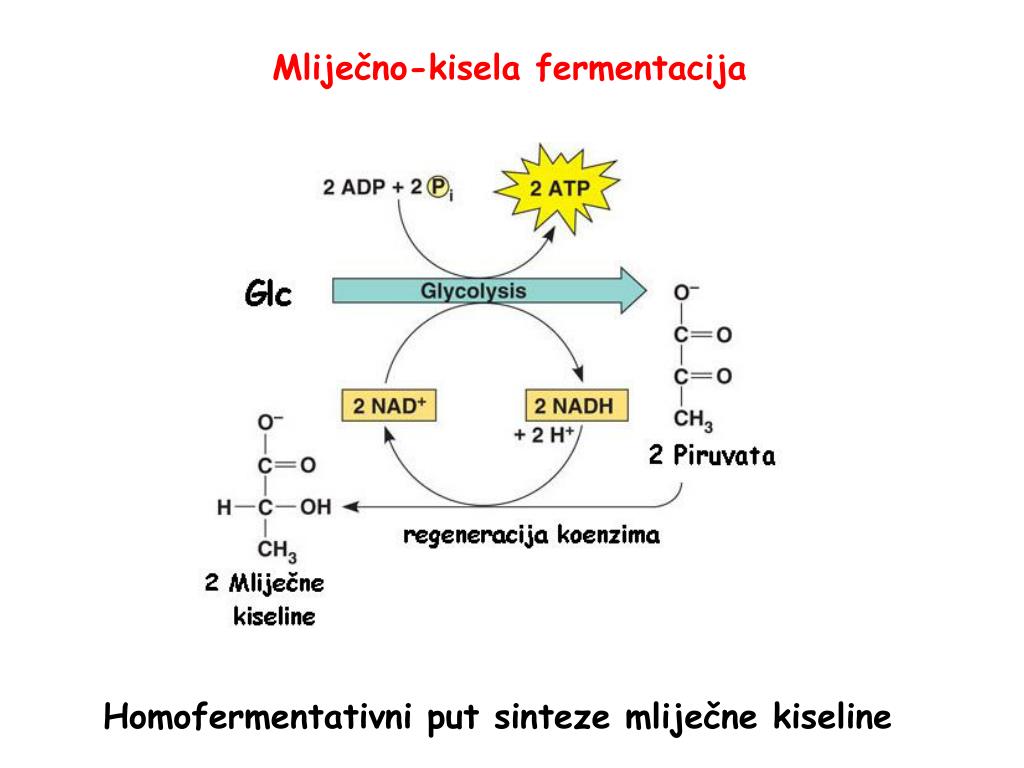 PPT - Principi biotehnološke proizvodnje hrane PowerPoint Presentation - ID:3262890