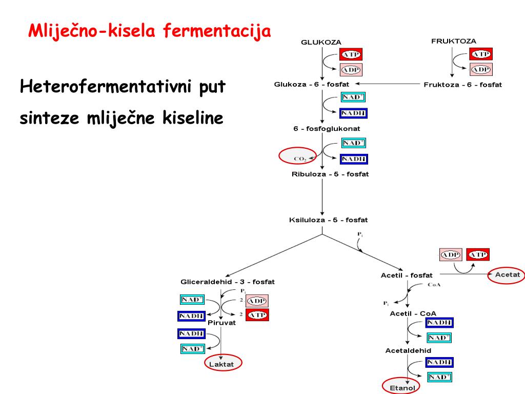 PPT - Principi biotehnološke proizvodnje hrane PowerPoint Presentation - ID:3262890