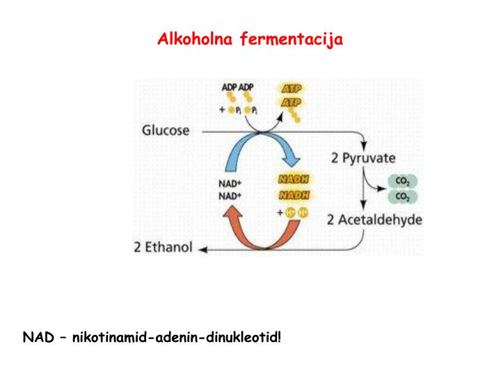 PPT - Principi biotehnološke proizvodnje hrane PowerPoint Presentation - ID:3262890