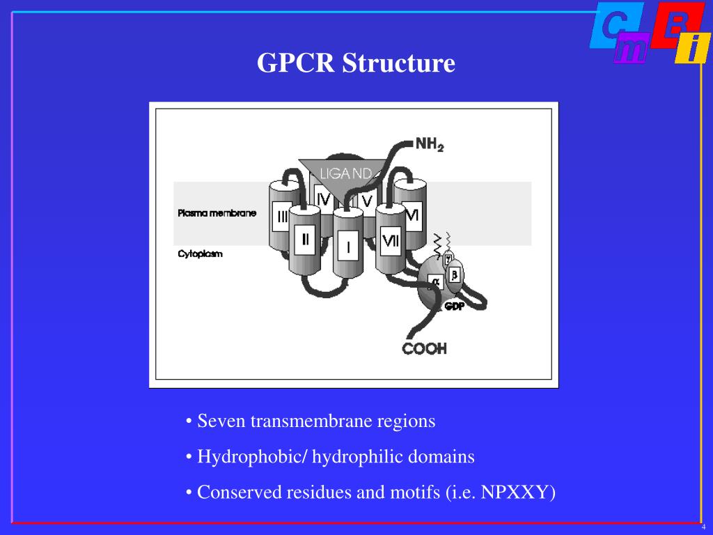 PPT - Understanding G-Protein Coupled Receptors: Structure, Function ...