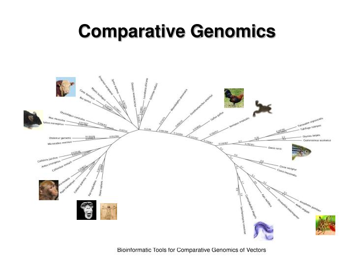 PPT - Comparative Genomics PowerPoint Presentation, free download - ID ...