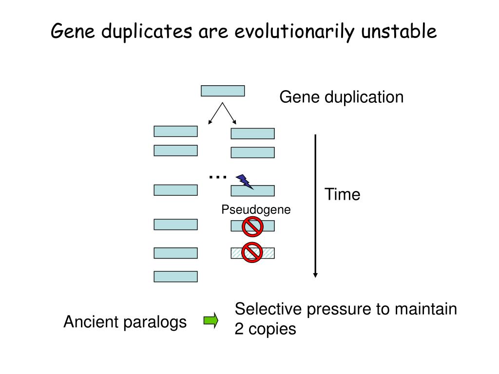 PPT - The impact of whole genome duplications: insights from Paramecium ...