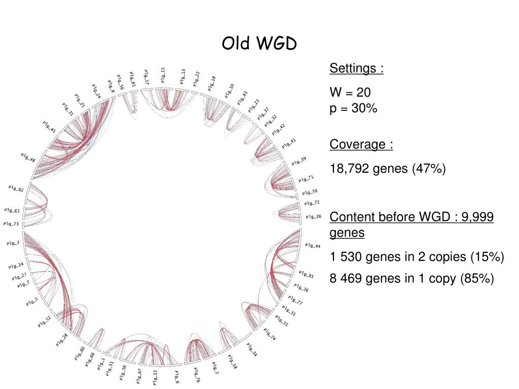 PPT - The impact of whole genome duplications: insights from Paramecium ...