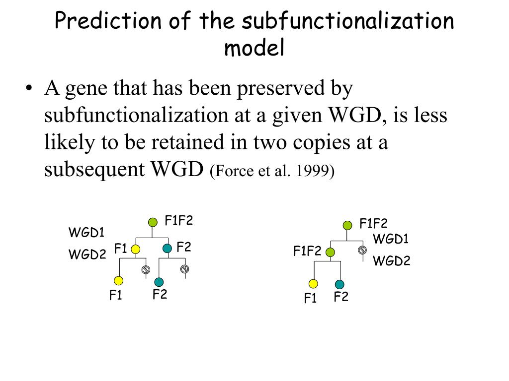 PPT - The impact of whole genome duplications: insights from Paramecium ...