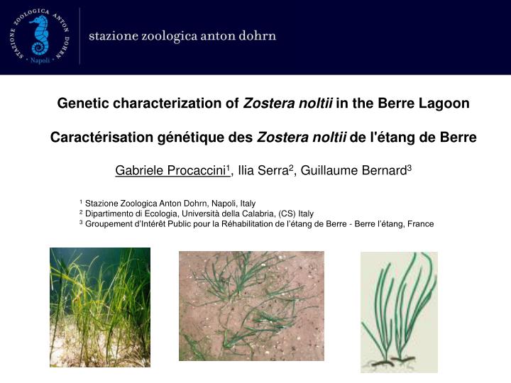PPT - Genetic characterization of Zostera noltii in the Berre Lagoon ...