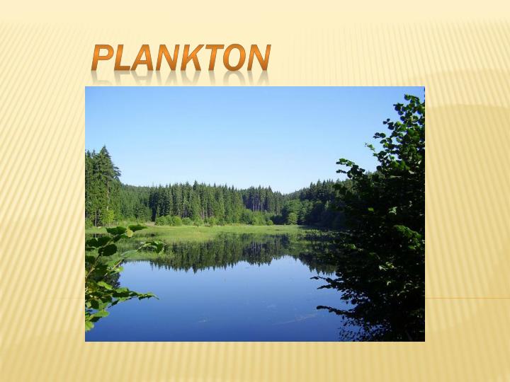PPT - PLANKTON PowerPoint Presentation, free download - ID:3264346