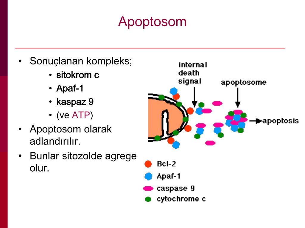 PPT - APOPTOZİS BİYOKİMYASI PowerPoint Presentation, free download - ID ...