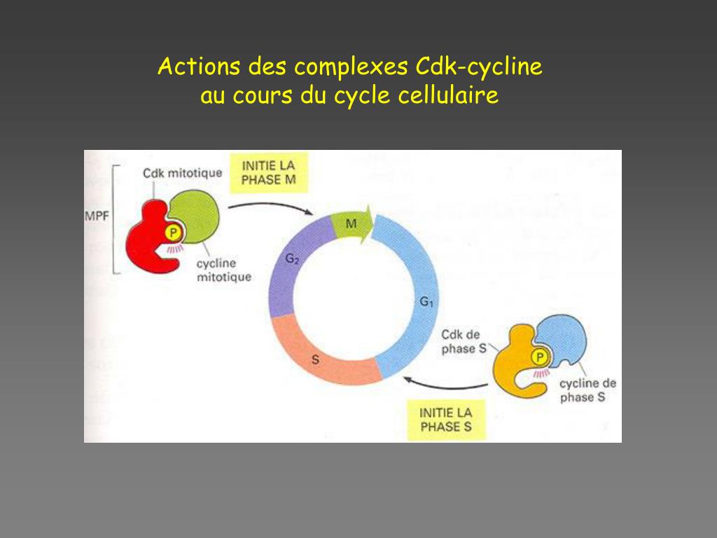 PPT - Vie et mort d’une cellule - Les signaux cellulaires Le cycle ...