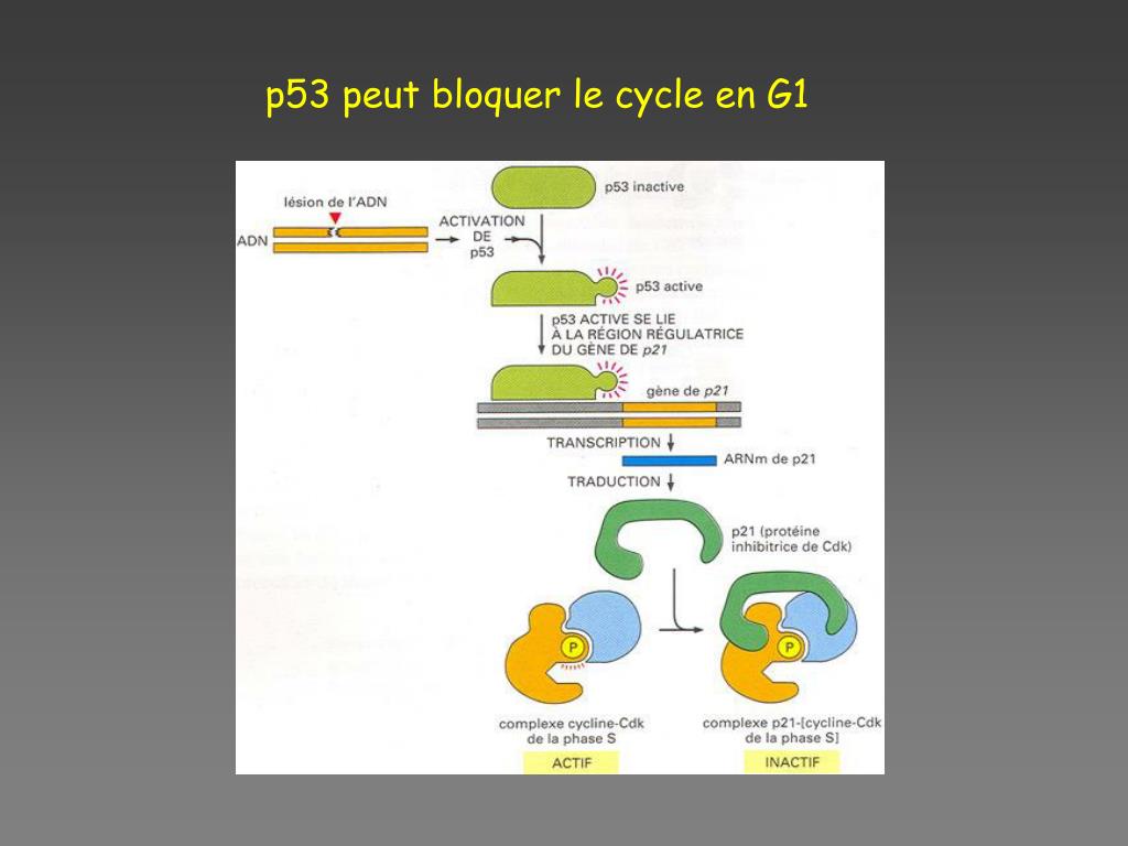 PPT - Vie et mort d’une cellule - Les signaux cellulaires Le cycle ...