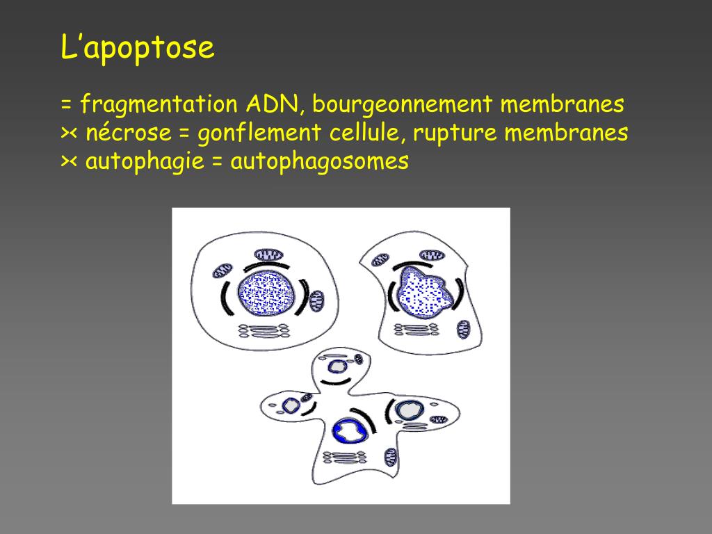 PPT - Vie et mort d’une cellule - Les signaux cellulaires Le cycle ...