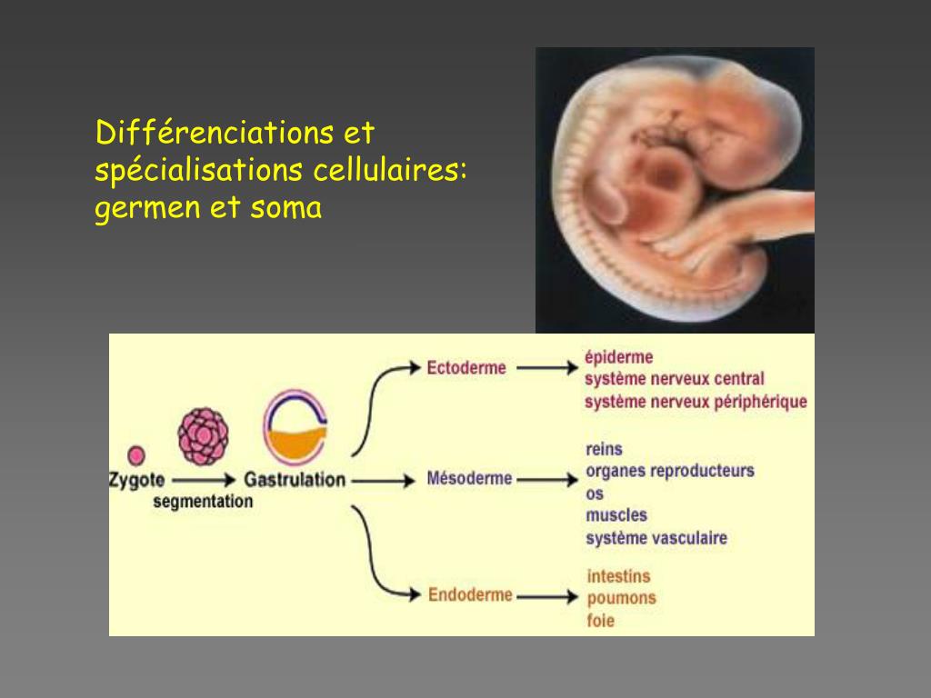 PPT - Vie et mort d’une cellule - Les signaux cellulaires Le cycle ...