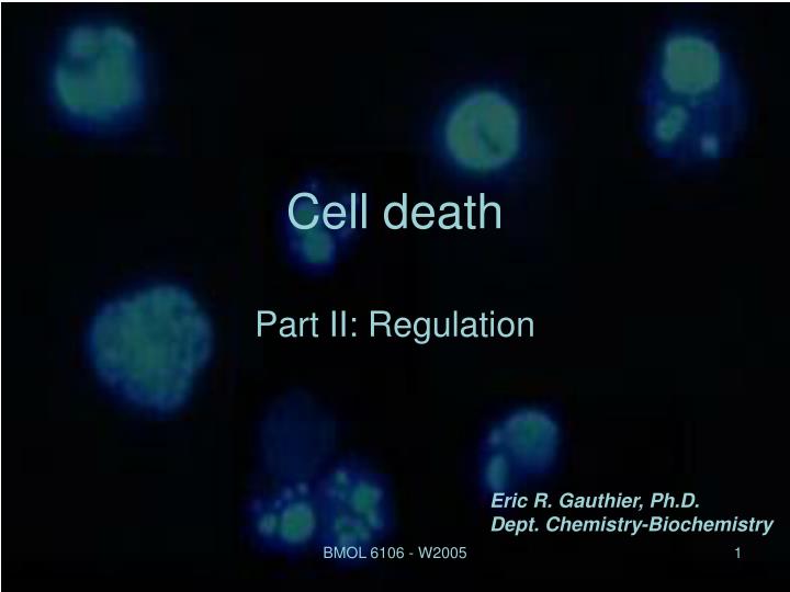 PPT - Cell death PowerPoint Presentation, free download - ID:3265766