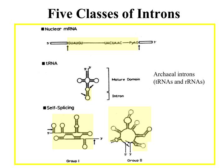PPT - Five Classes of Introns PowerPoint Presentation, free download ...