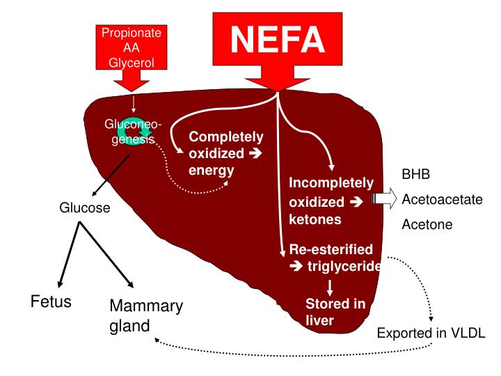 PPT - Ketone and NEFA testing as diagnostic tools in assessing ...