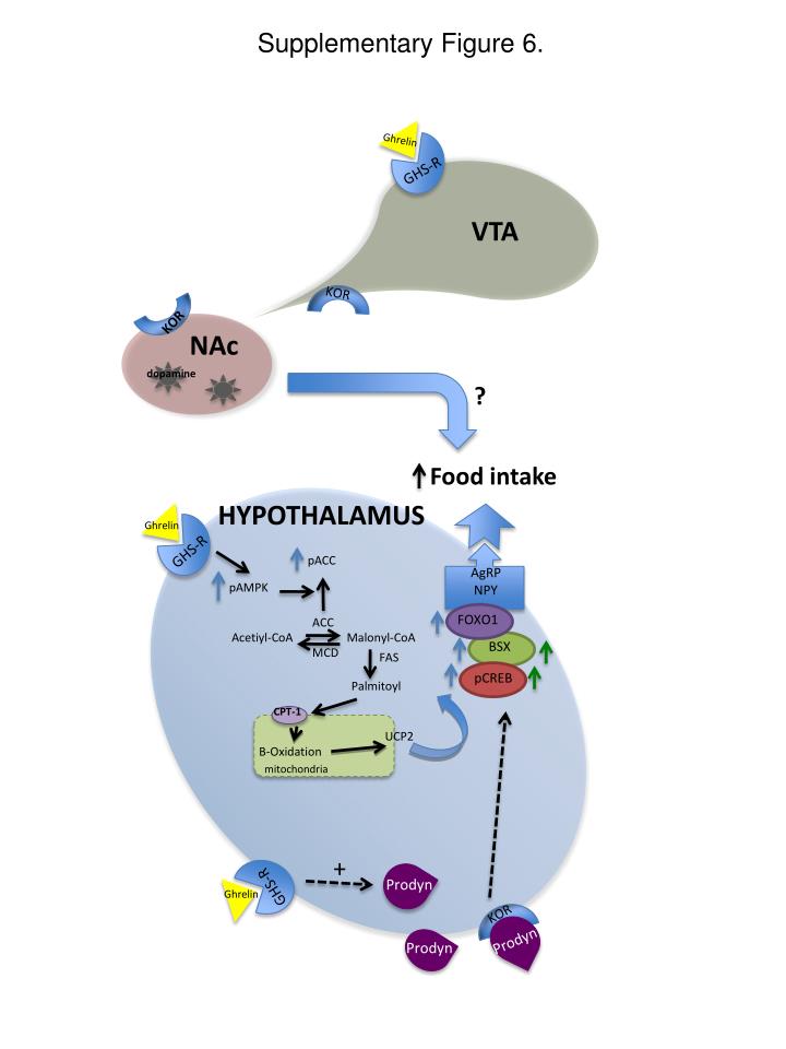 PPT - BSX PowerPoint Presentation, free download - ID:3266735
