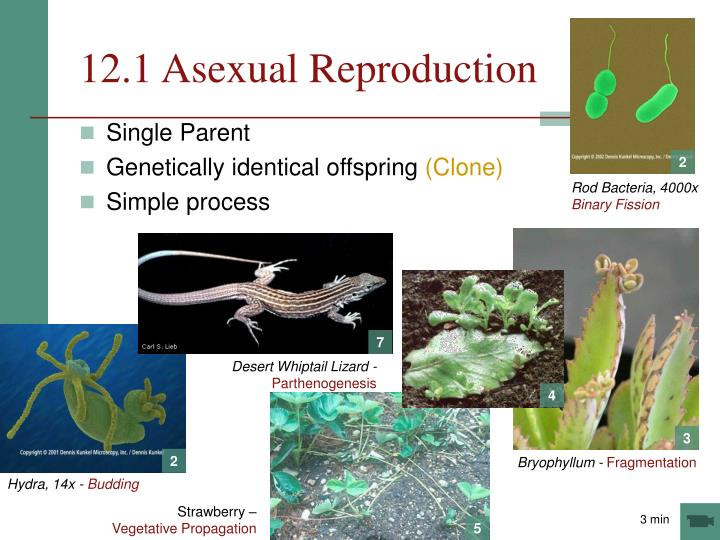 PPT - Chapter 12: Reproduction PowerPoint Presentation - ID:3266975