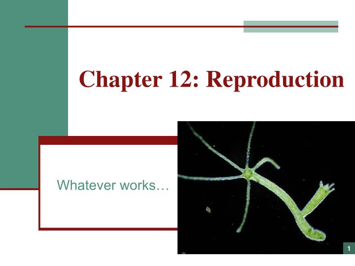 PPT - Chapter 12: Reproduction PowerPoint Presentation, free download ...