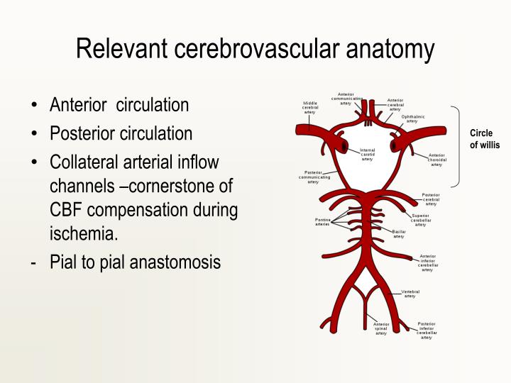 PPT - Cerebral Blood Flow -Regulation -Measurement of CBF & CMR ...
