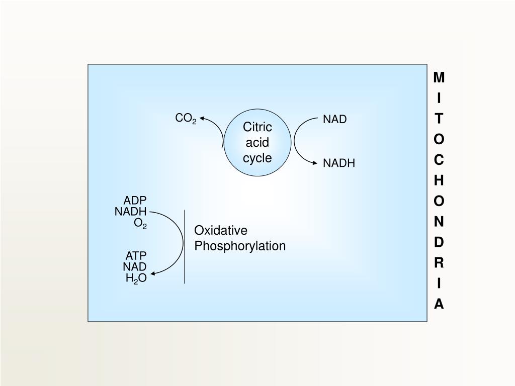 PPT - Cerebral Blood Flow -Regulation -Measurement of CBF & CMR ...