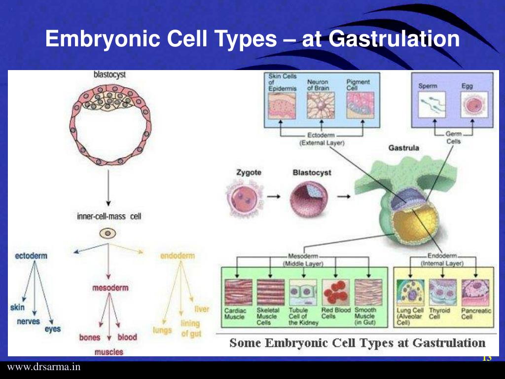 PPT - Dr R V S N Sarma MD MSc Consultant Physician & Chest Specialist ...