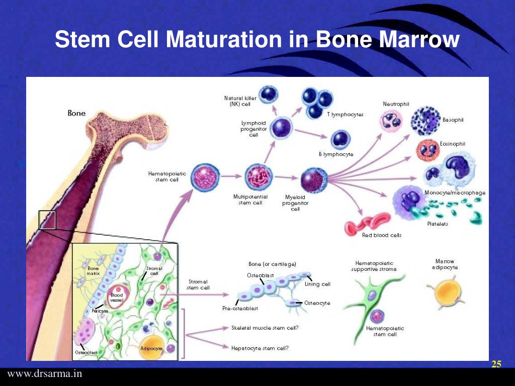 PPT - Dr R V S N Sarma MD MSc Consultant Physician & Chest Specialist ...