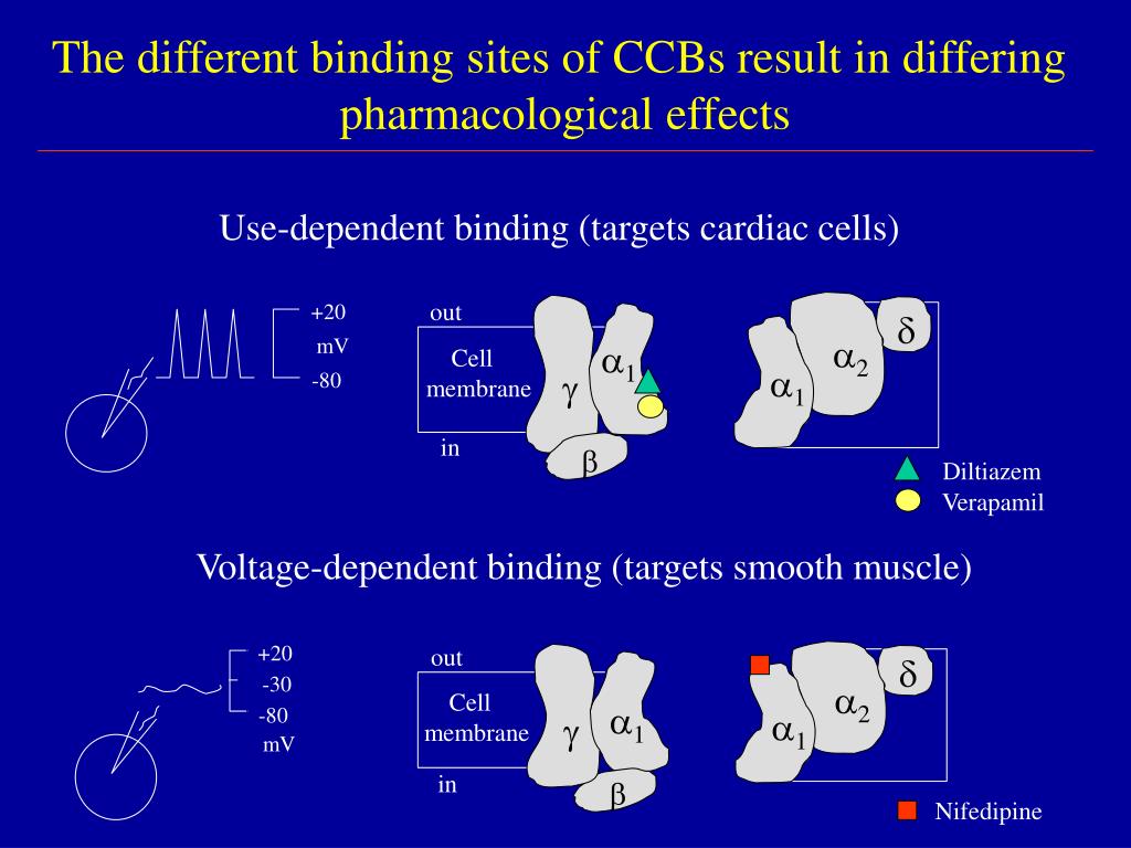 PPT - Calcium Channel Blocking Drugs PowerPoint Presentation, free ...
