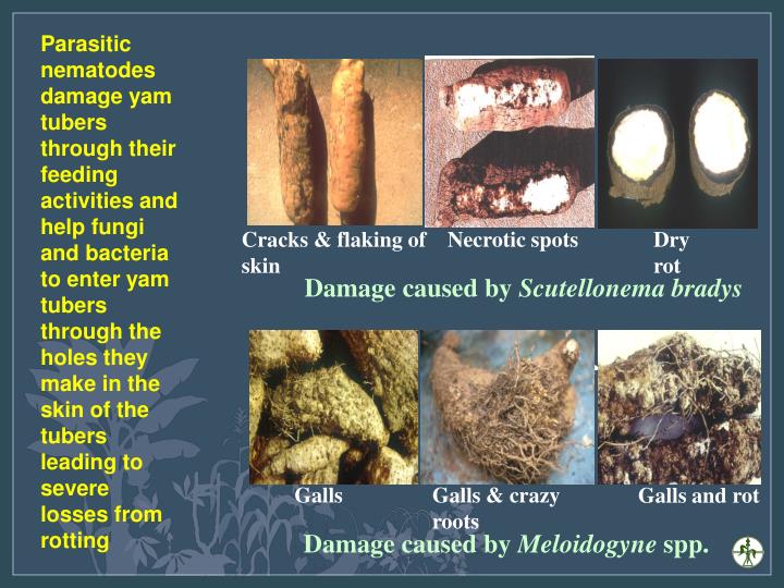 PPT - Necrotic spots PowerPoint Presentation, free download - ID:3267887