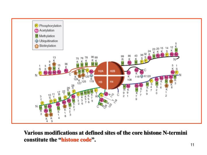PPT - Histone Modifications and Cancer PowerPoint Presentation - ID:3268838