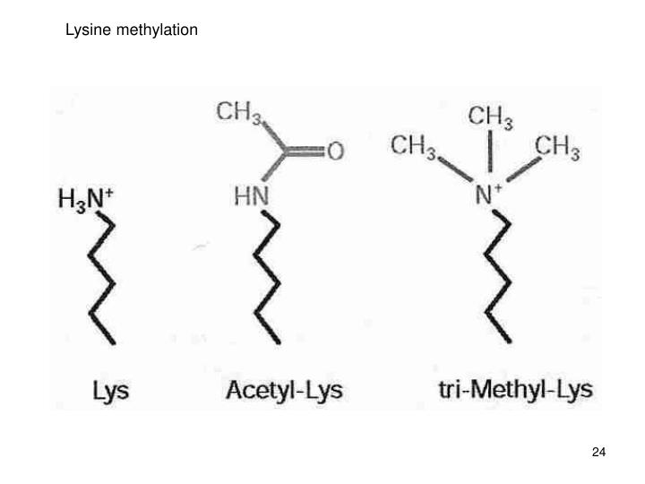PPT - Histone Modifications and Cancer PowerPoint Presentation - ID:3268838