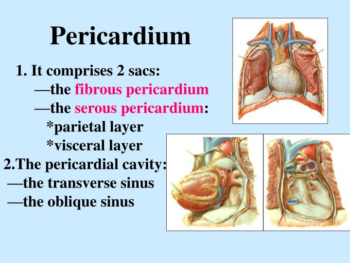 PPT - Heart PowerPoint Presentation - ID:3269288