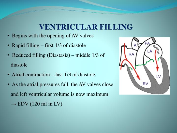 PPT - Cardiac Cycle : Electrical and Mechanical Events PowerPoint ...