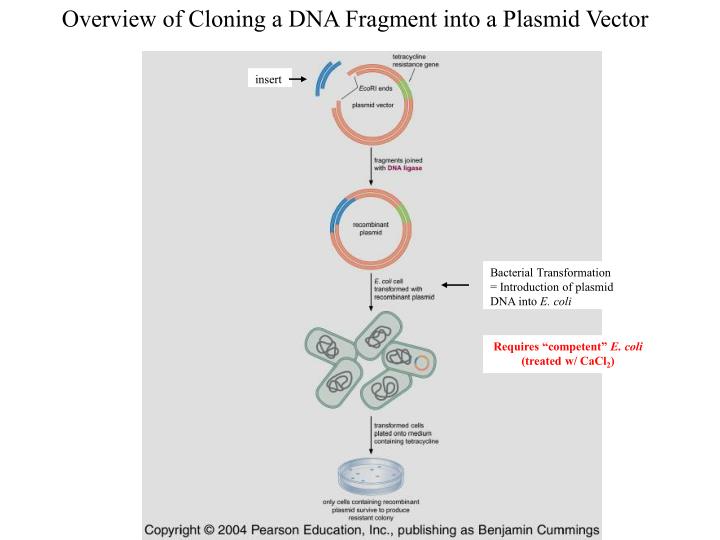 PPT - Overview of Cloning a DNA Fragment into a Plasmid Vector ...
