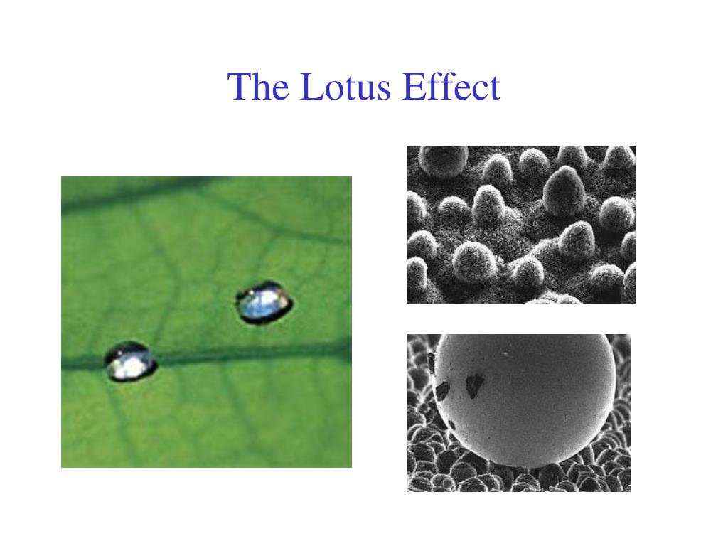 PPT - Seeing Atoms & Molecules COSMOS 2008 Wilson Ho University of ...