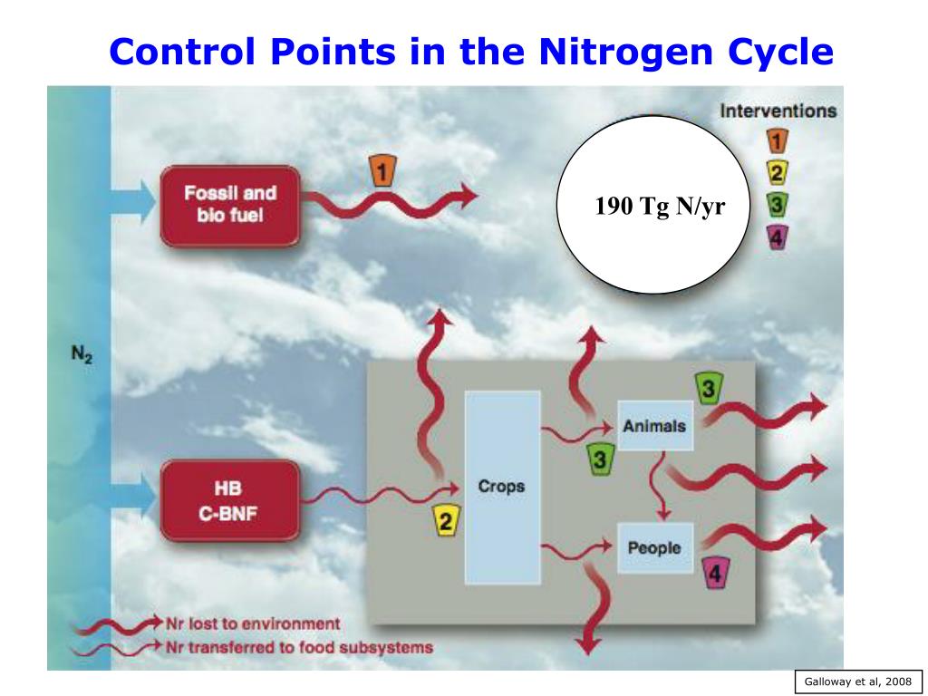 PPT - Nitrogen: A Story of Food, Fuel and Fiber PowerPoint Presentation ...