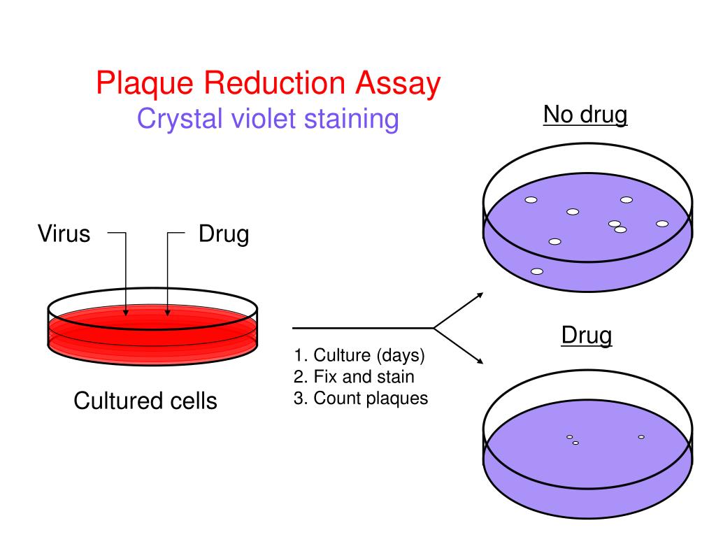 PPT - Poxviruses: Their Impact on Human Health, History, and Research ...