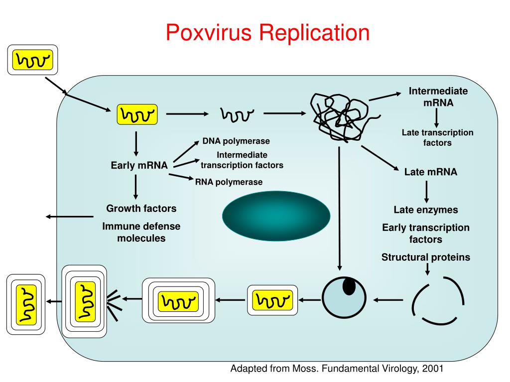 PPT - Poxviruses: Their Impact on Human Health, History, and Research ...