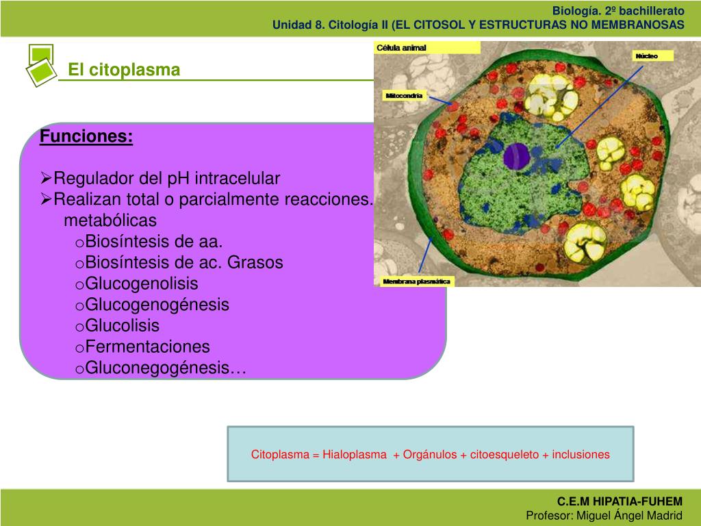 PPT - El citosol y las estructuras no membranosas de la célula ...
