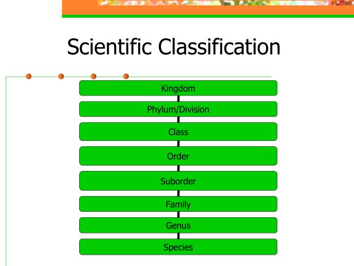 PPT - ORIGIN OF PLANTS PowerPoint Presentation - ID:3272292