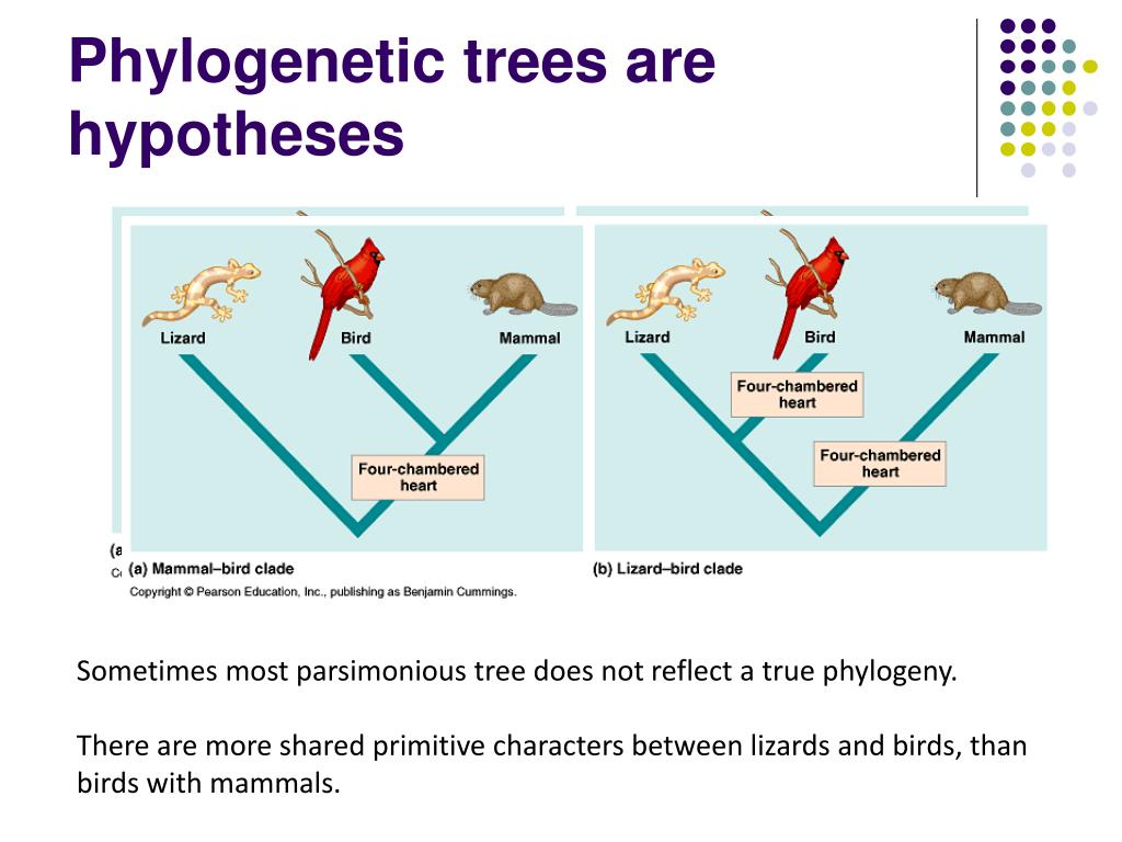 PPT - Phylogeny PowerPoint Presentation, free download - ID:3272353 PPT - Phylogeny PowerPoint Presentation, free download - ID:3272353