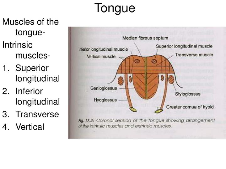 PPT - Tongue PowerPoint Presentation - ID:3272395