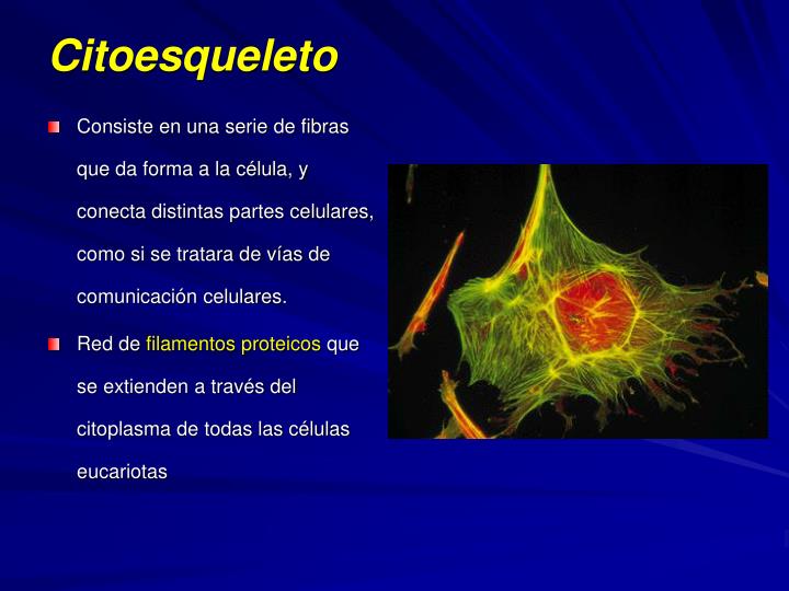 PPT - CITOESQUELETO PowerPoint Presentation - ID:3272802