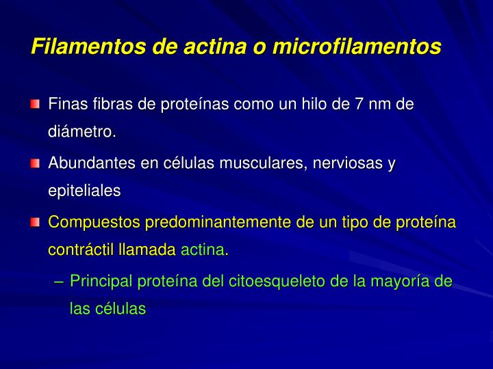 PPT - CITOESQUELETO PowerPoint Presentation - ID:3272802
