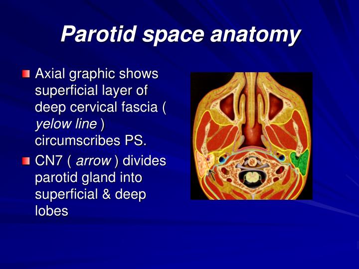 PPT - Dr. AHMED REFAEY FRCR RADIOLOGIST PowerPoint Presentation - ID ...